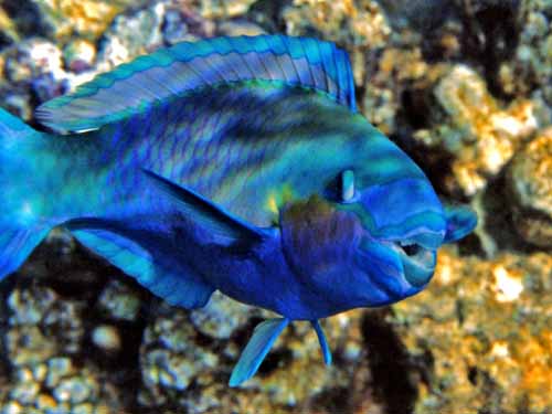 Best Jungle Life: parrot fish pics galery & parrot fish pics