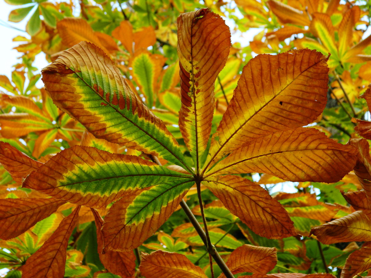 LA MULTI ANI, ROMANIA!: Frunze de castan