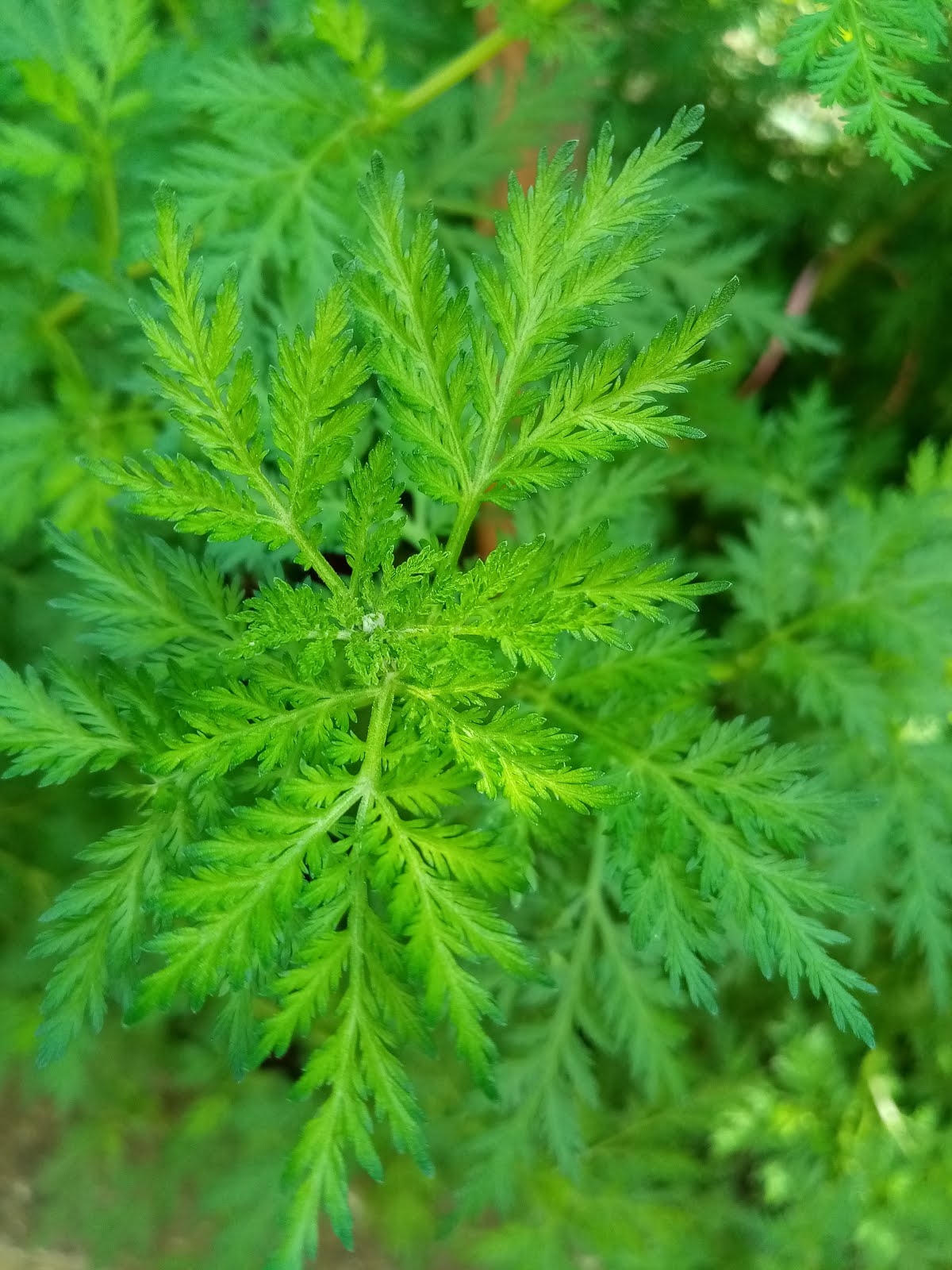 slatki pelin istorija