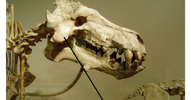 Entelodont Skull