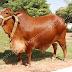 Sohrab Goth Gai Mandi Photos Gallery: Shah Cattle Farm 2009