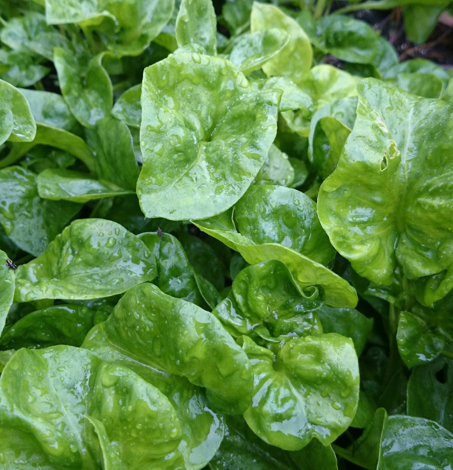 Bayam Brazil, sedap dibuat sayur dan salad. Petik daunnya dan masak ...