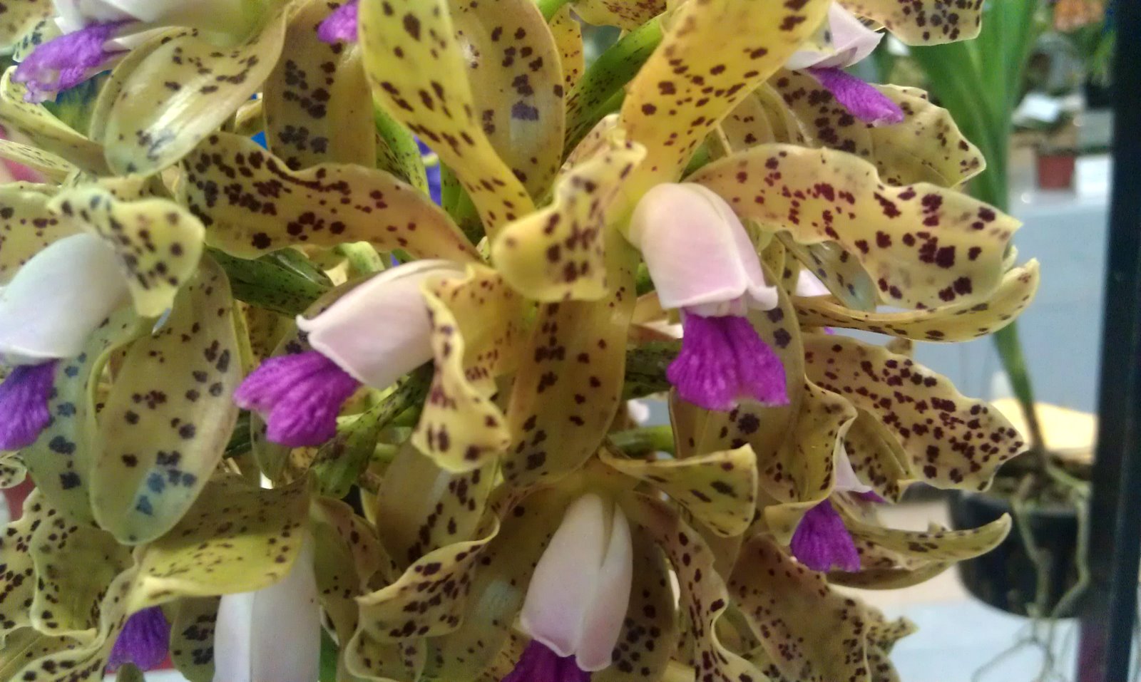 Plant Photography: Cattleya guttata Spotted Cattleya Orchid