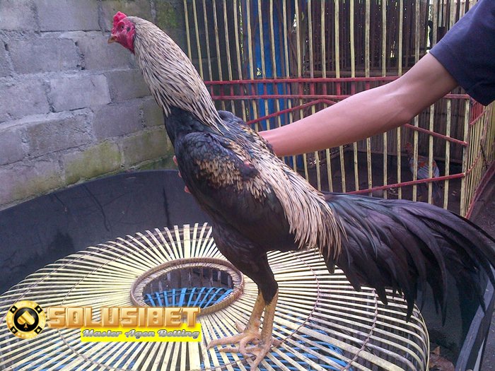Menyilangkan Ayam Pakhoy dengan Ayam Bangkok - Panduan Cara Main Sbobet