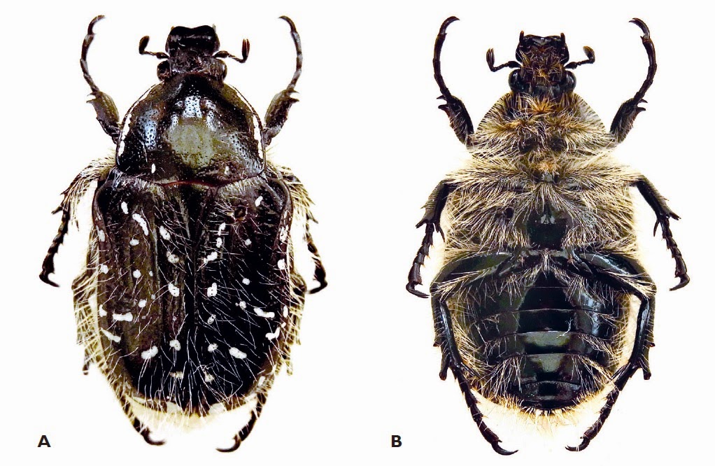 Sciency Thoughts: A new species of Scarab Beetle from the Elandsberg ...
