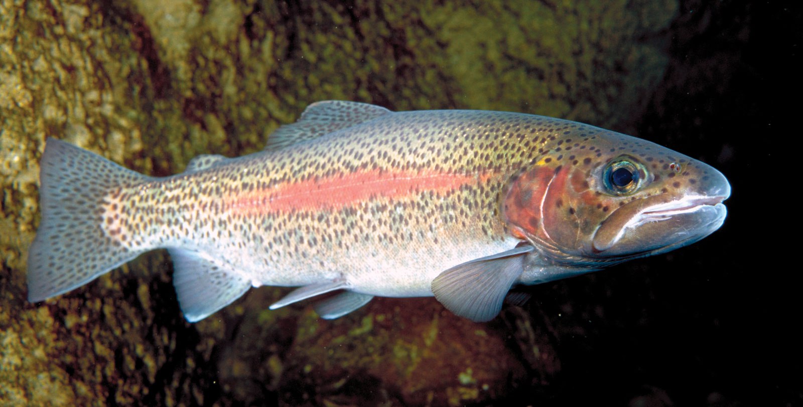 Truta | Peixe de Água Doce