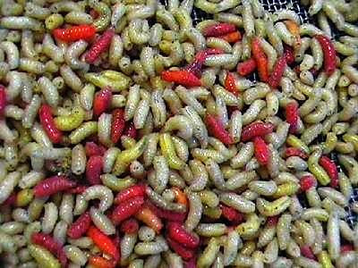 PescaePesca: Bigattino o Gianin o cagnotto (Sarcophaga carnaria