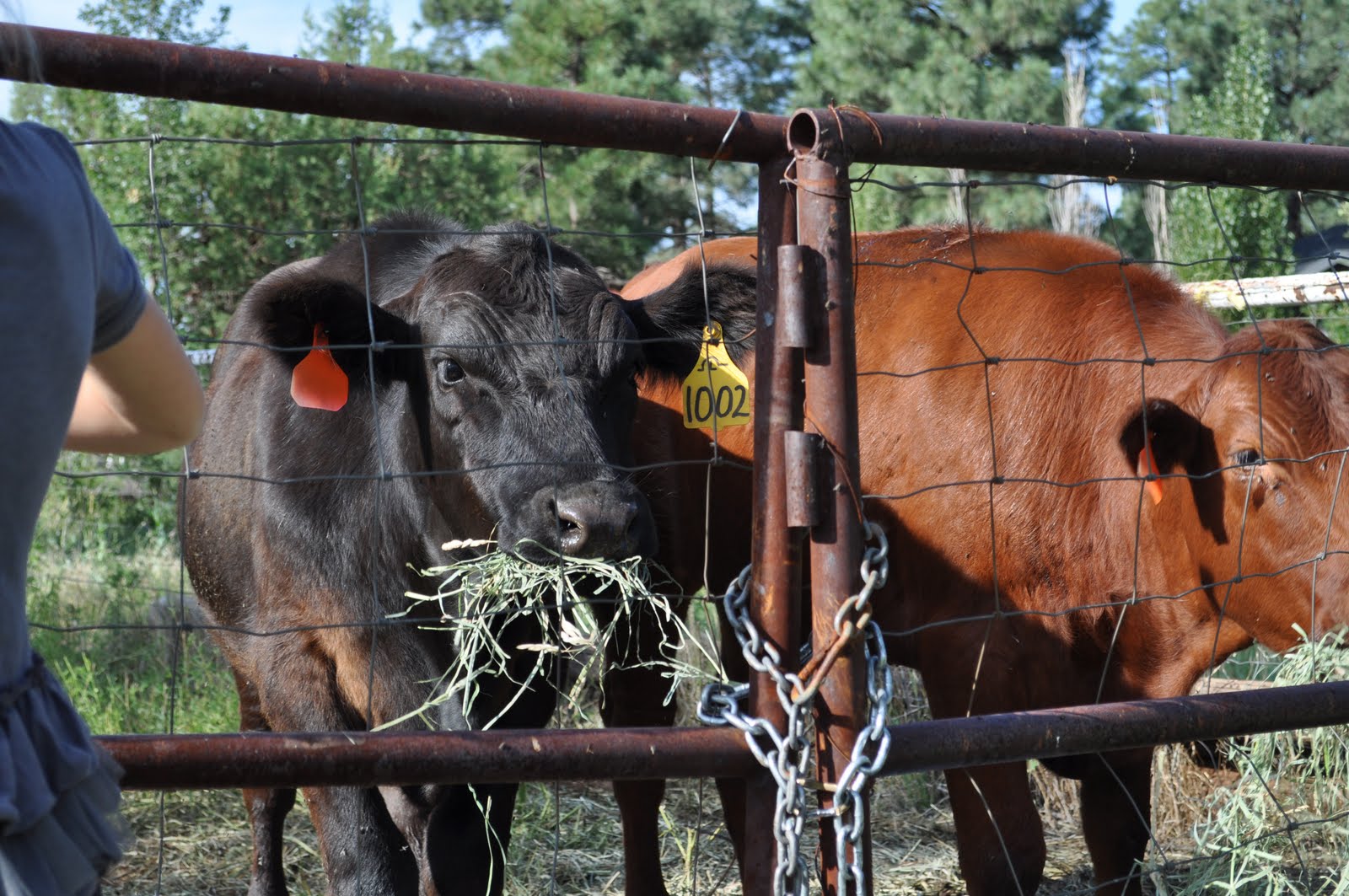 Wranglers and Ribbons: When Good Steers Go Bad