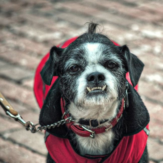 Perros bífios - Prognatísmo perruno. - Xorrada.com