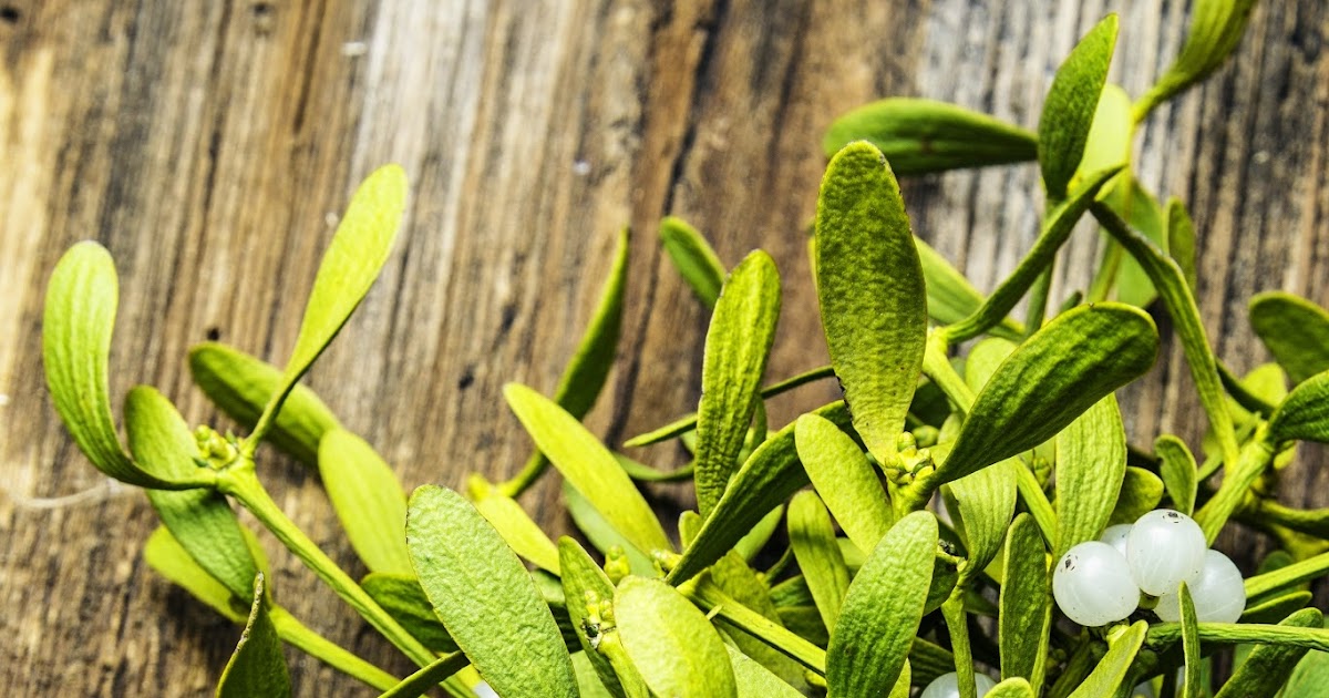 Heaven can wait : Mistletoe - Evolution of a Christian Tradition