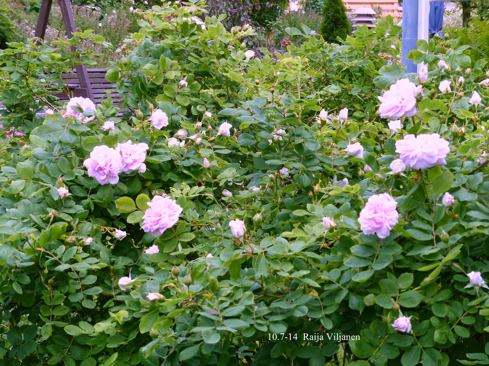 Piha,pitsi ja savi: Vanha nimetön ruusu