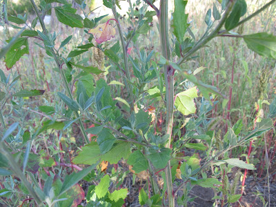 FLORA NEL SALENTO e.. anche altrove: Chenopodium album L ...