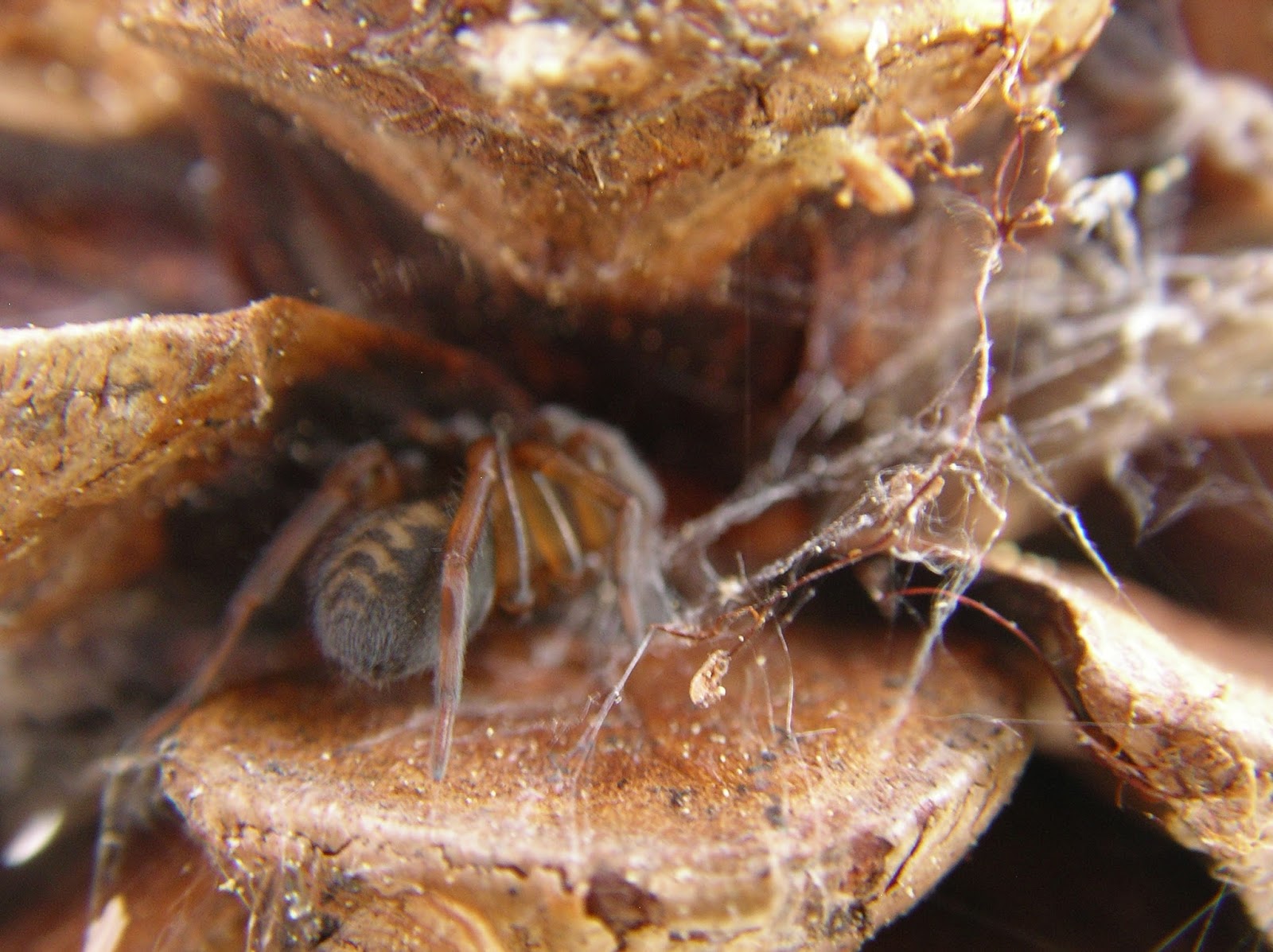 Adventures Of A Pine Cone Spider Collector: 24-Jun-2015 North Fork ...
