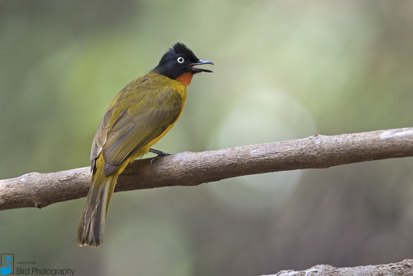 Birding in Goa (Western Ghats) ~ Happy's Click