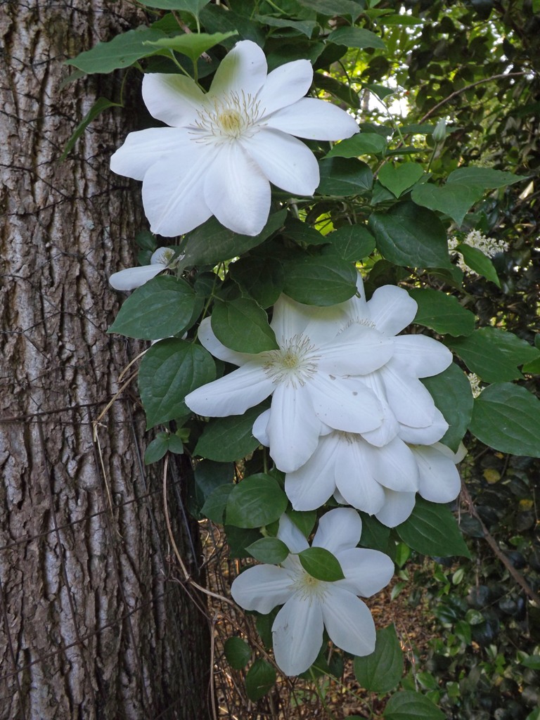 MARIETTE'S BACK TO BASICS: {Our Clematis lanuginosa 'Candida'}