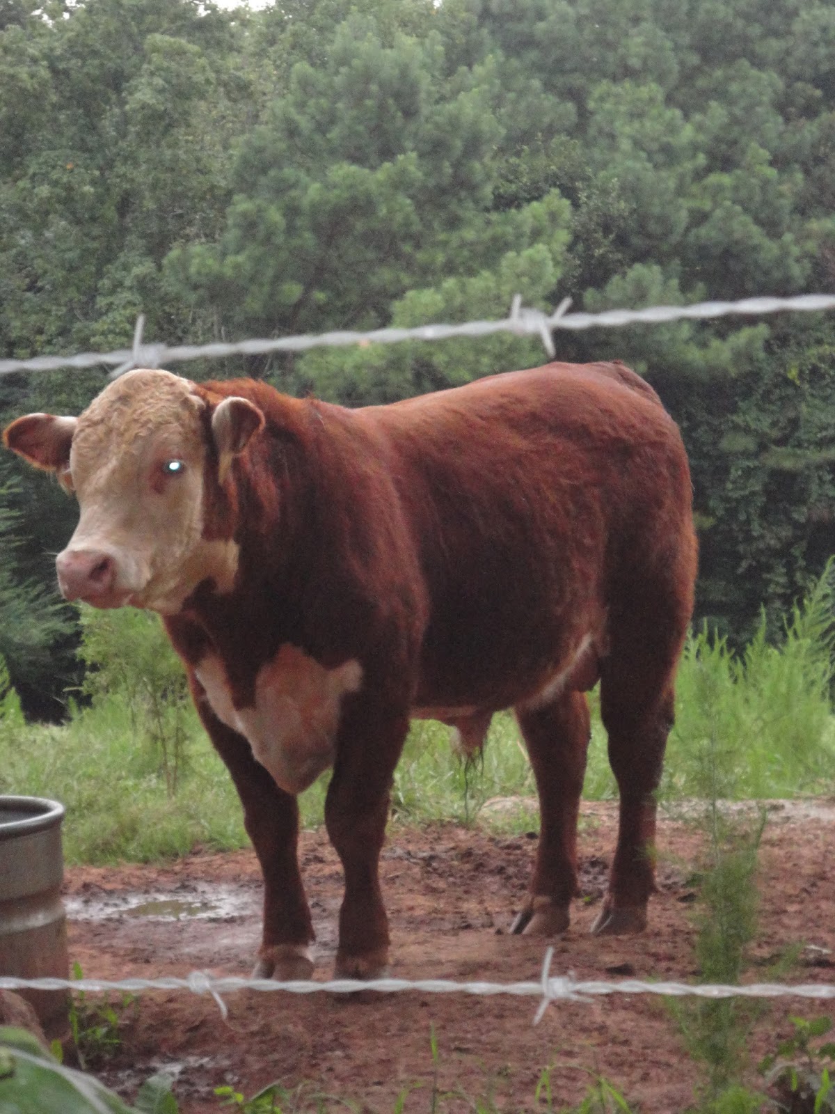 My story in recipes: Fresh Cornbread