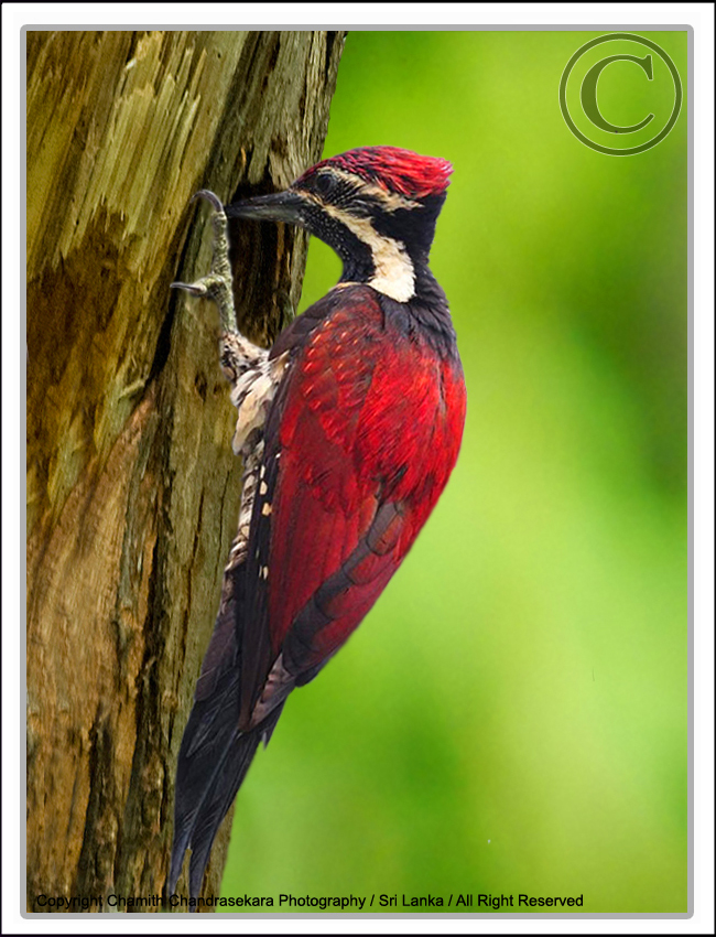 Chamith Chandrasekara - Photography: Black-rumped Flameback (Dinopium ...