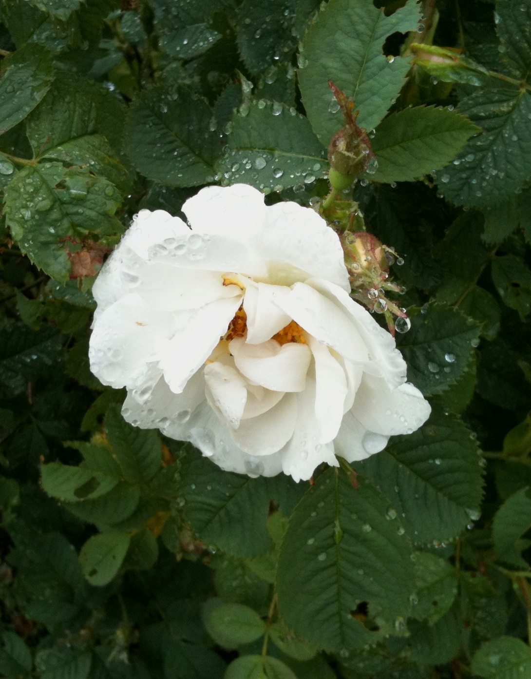 Roses for English Gardens: Rosa alba "Semiplena"