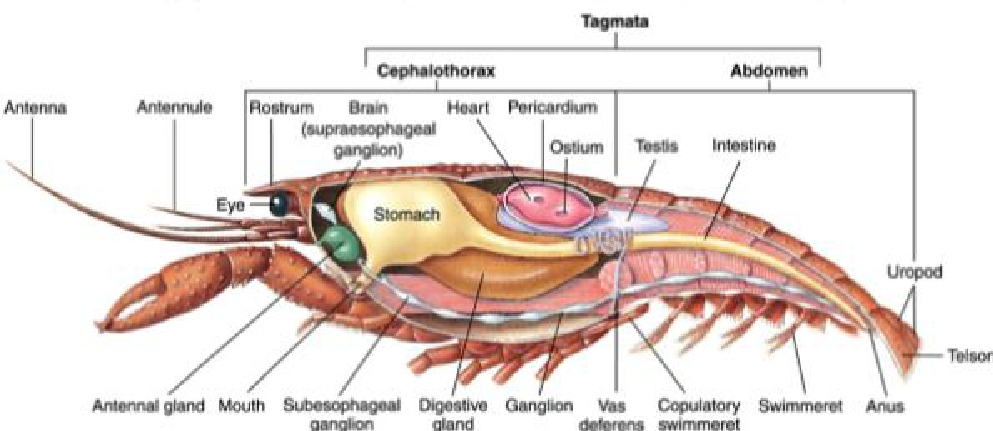 සිංහල බ්ලොග්ගල : May 2016