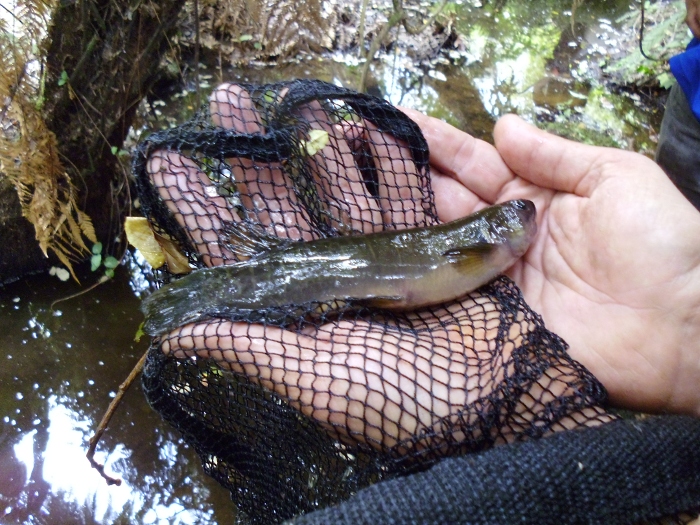 Mangaiti Gully Restoration Group: Tips on restoring Hamilton gullies