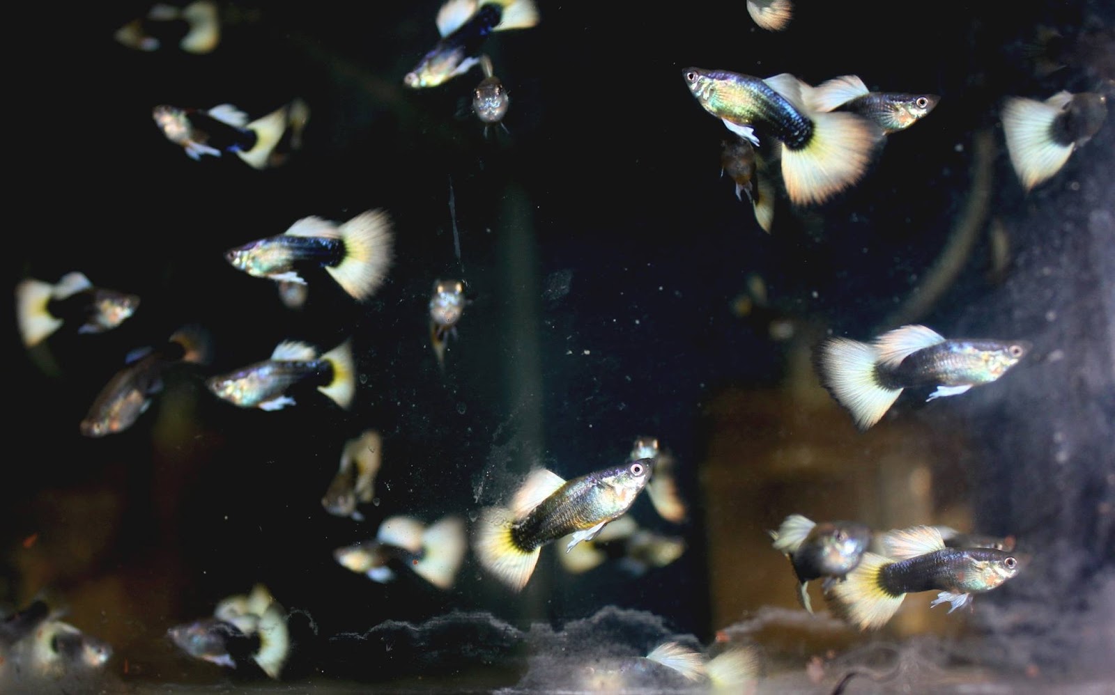 Guppy Fish Guppies: Guppy Fish
