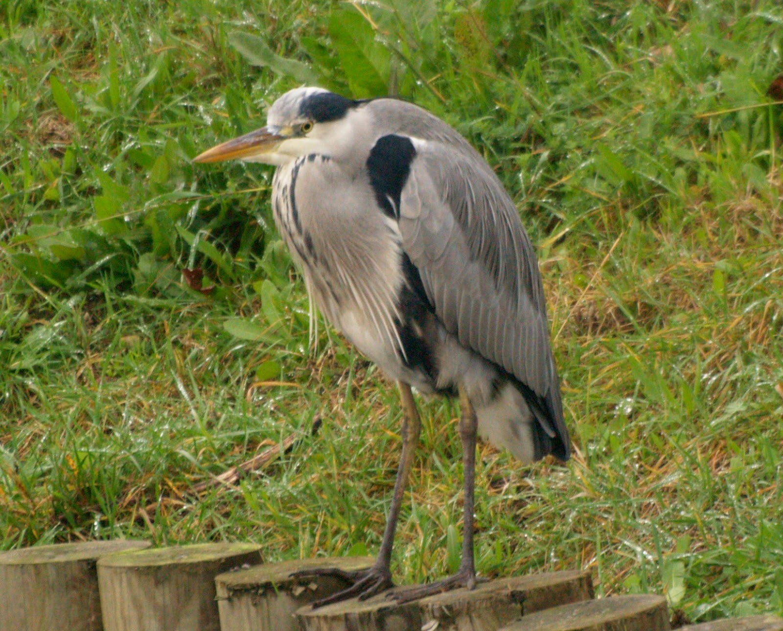 Fotografiando mi Mundo: La Garza Real. Ardea cinerea