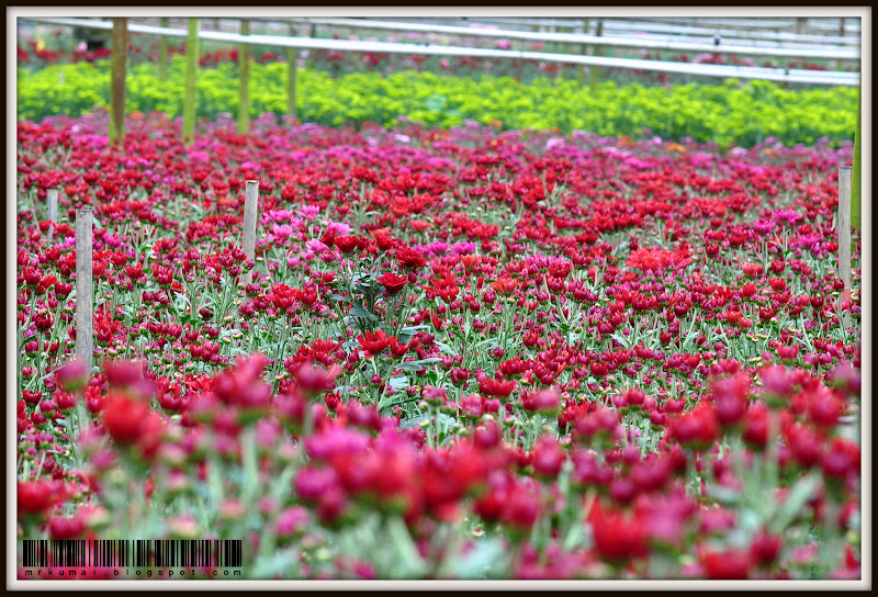 mrkumai.blogspot.com: Tips Melawat Cameron Highlands: Bunga Chrisanthmun