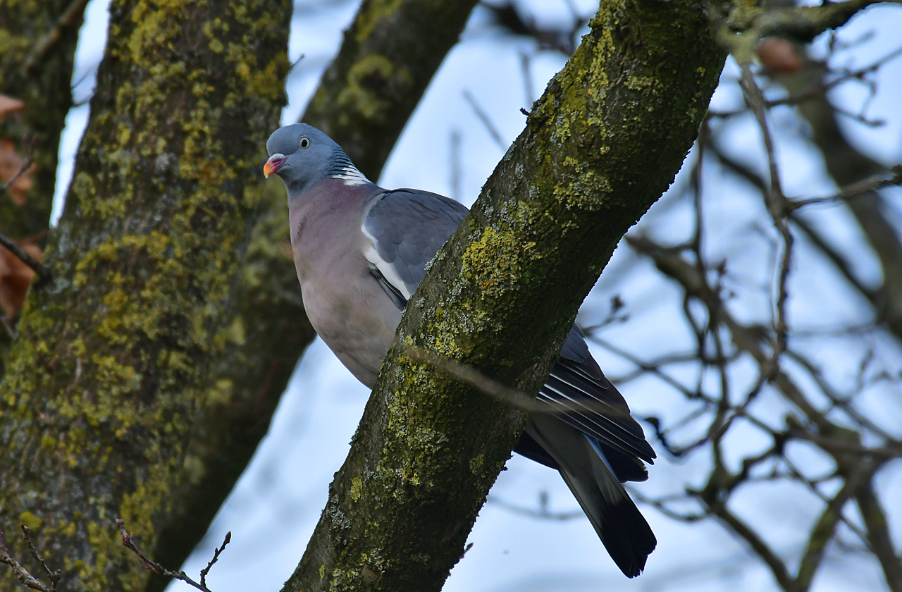 Jozef van der Heijden - Natuurfotografie: De Houtduif werkt een eikel ...