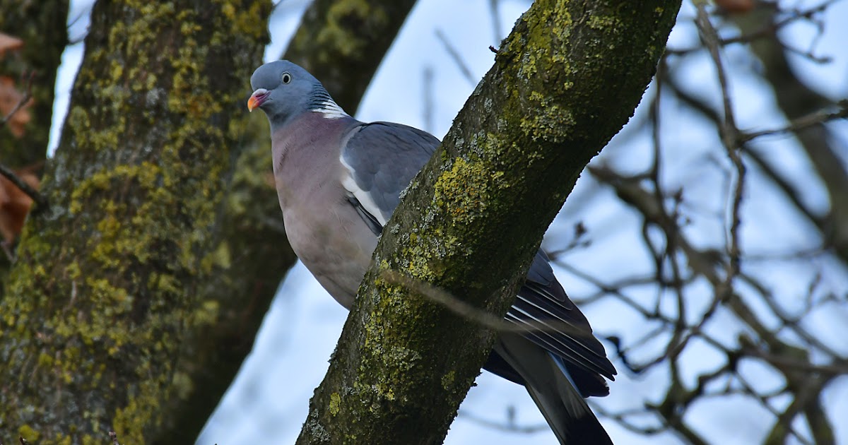 Jozef van der Heijden - Natuurfotografie: De Houtduif werkt een eikel ...