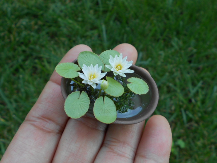 How To Grow Miniature Water Lilies at Sophia Wiseman blog