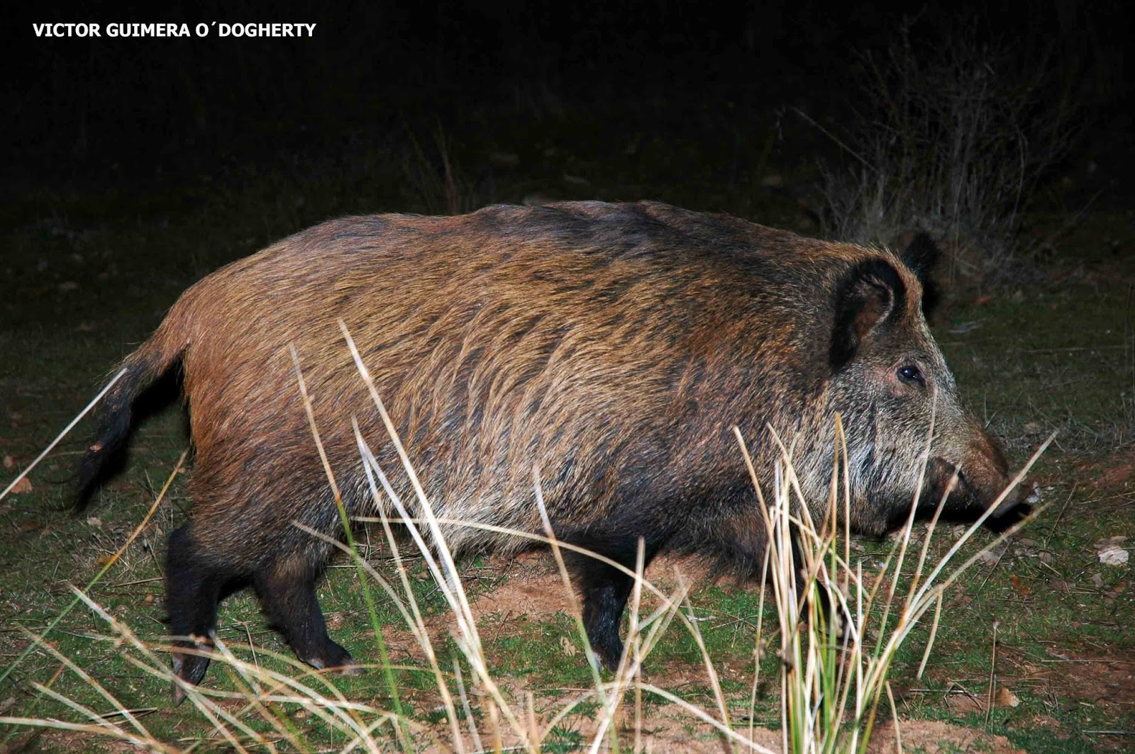 Mis imágenes de aves: JABALIS EN LA SIERRA DE CAZORLA