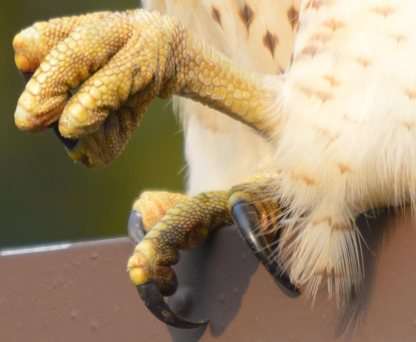 Hawkwatch at the Franklin Institute: Happy hawks!