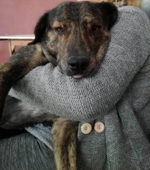 Adoptándonos: Foxy, adorable perro de pelaje color carey en adopción ...