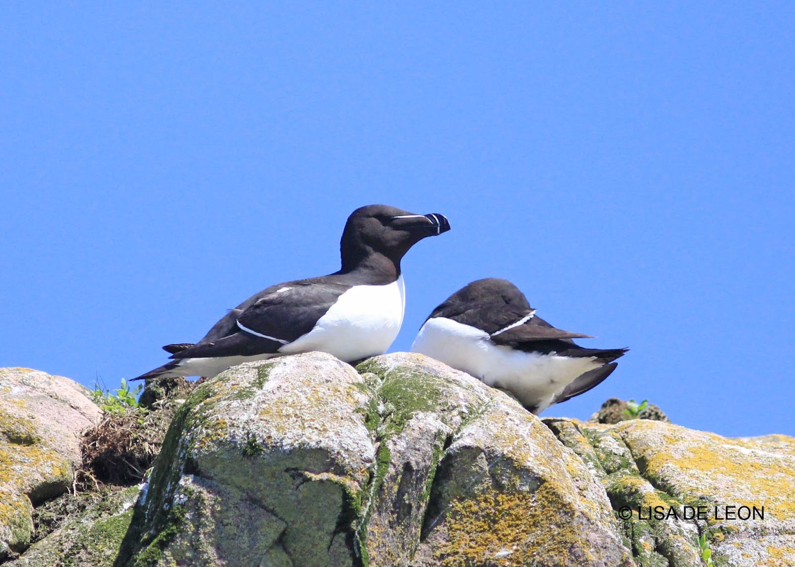 Birding with Lisa de Leon: Razorbill - Witless Bay