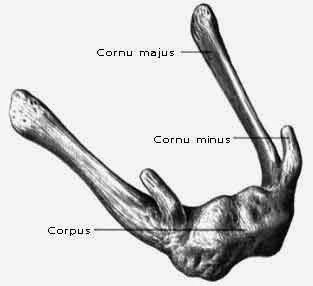 Коски на лицето: Подјазична коска ( os hyoideum)