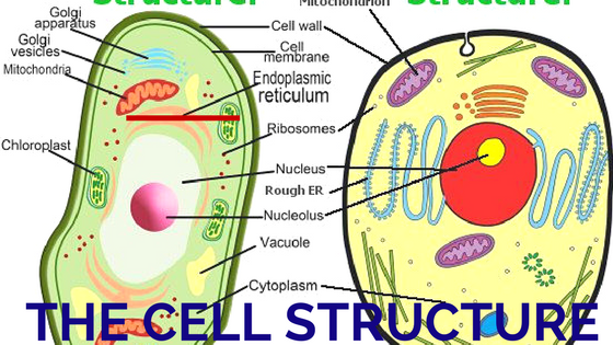 The Basic Structure of the Cell in Animals and Plants ~ All Subject Tutor