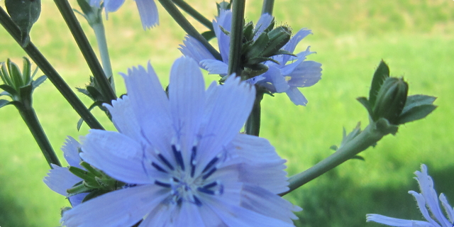 Vodopija (konjogriz) kao lijek ~ Biljem Lijecenje Bolesti