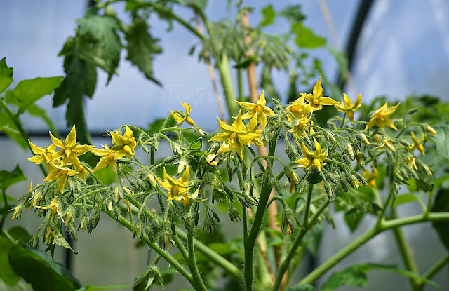 Helenes Tomater: Reverend Michael Keyes