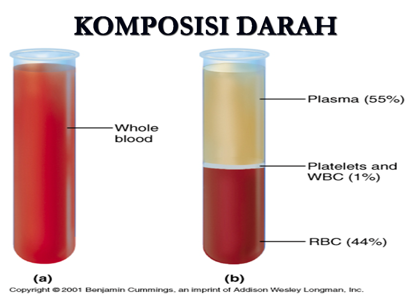 Apa sih Darah ??? | Bukan Sekedar Materi