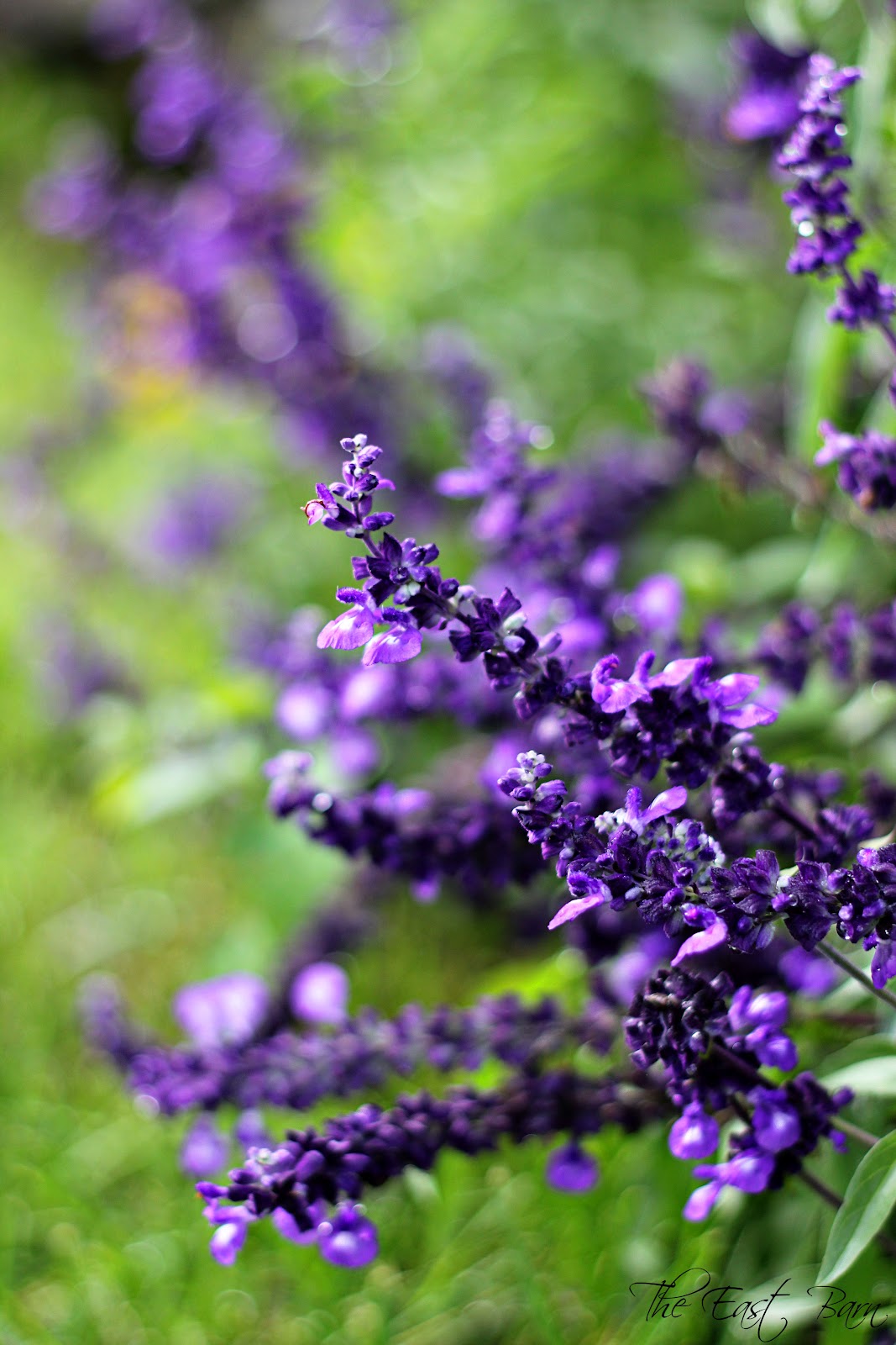 The East Barn: Raindrops on Flowers
