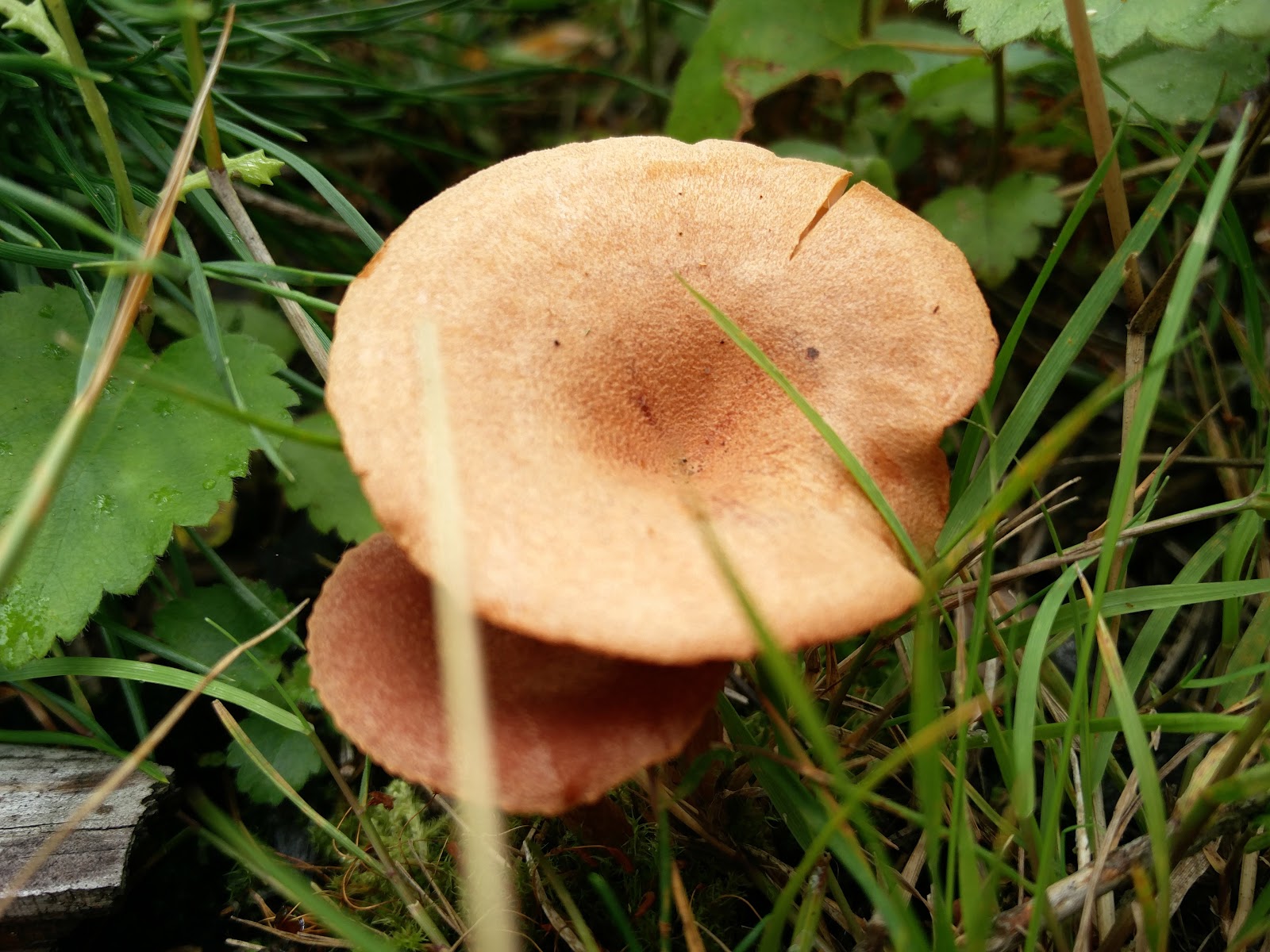 Misidentifying Fungi: Graffham Common Fungus Walk