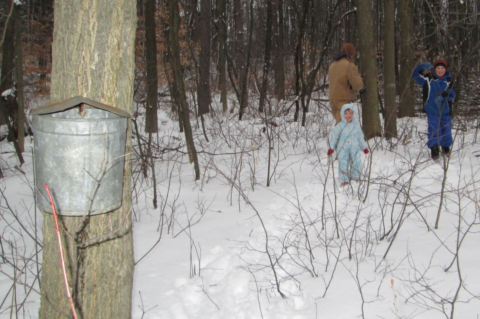 One In A Mel'lion: Make your own Maple Syrup!!