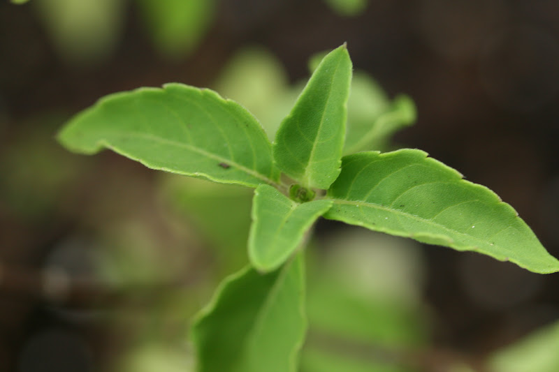 Native Florida Wildflowers: Wild Sweet Basil - Ocimum campechianum