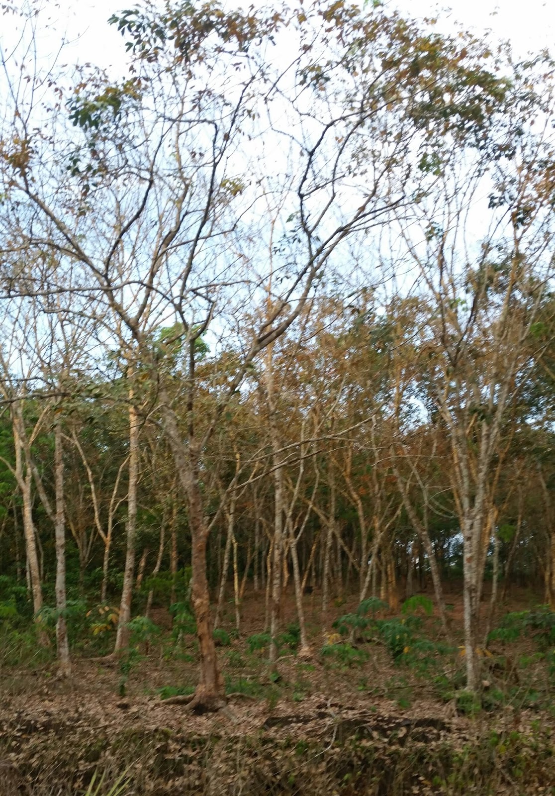 Warisan Petani: Tanaman Getah: Musim Luruh di Malaysia.