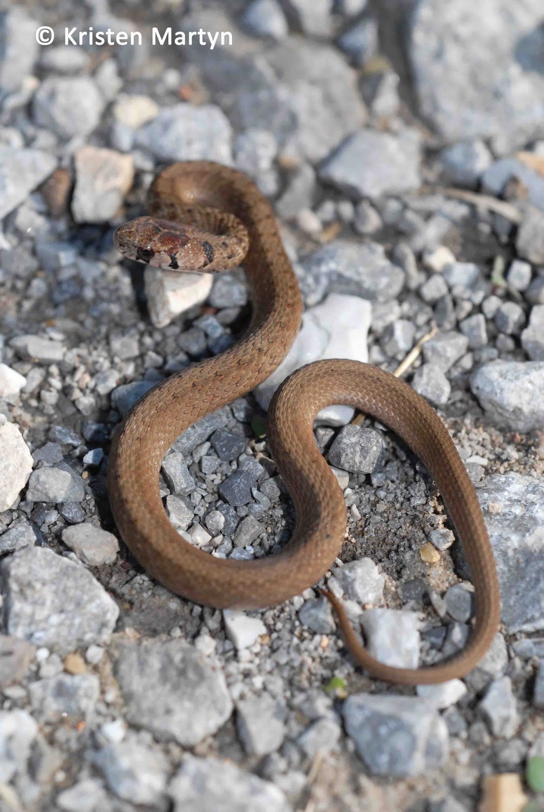 Snake Road 2013 Part 2: Reptiles | Nature Notes Blog
