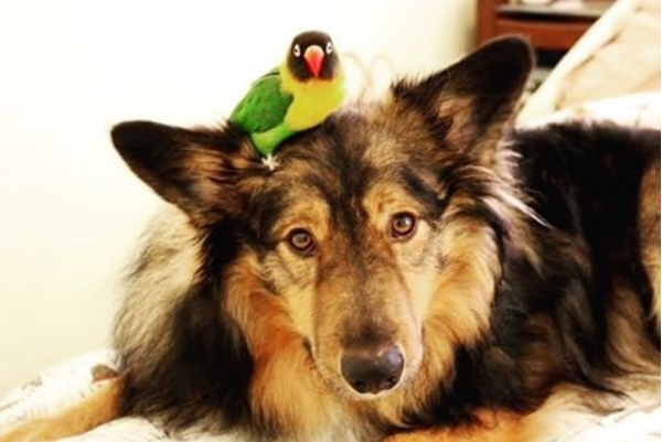 White Wolf : Bird’s Been Riding His Dog Around For 6 Years