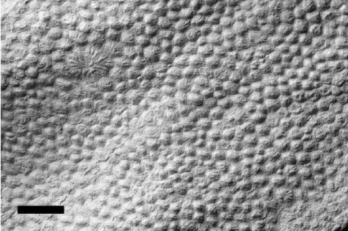 EL JOVE PALEONTÒLEG: Els dinosaures de l'any: Rhinorex condrupus.