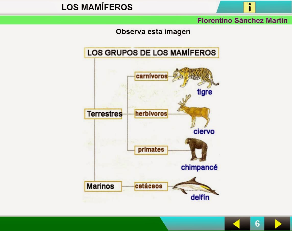EL BLOG DE QUINTO: TEMA 4 - CONOCEMOS EL MUNDO DE LOS ANIMALES ...