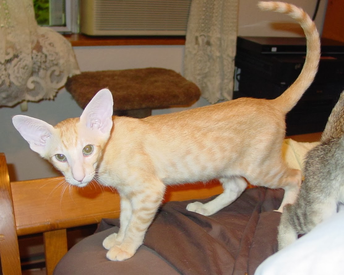 Oriental Shorthair at Monrovia Cattery