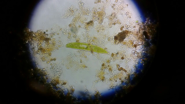 Informe laboratorio biología vegetal I: IDENTIFICACIÓN DE MICROORGANISMOS EN AGUAS RESIDUALES ...